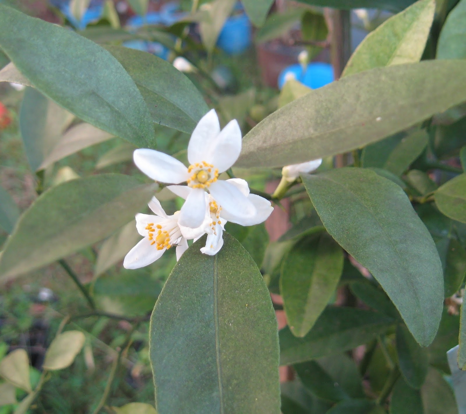 Hardy Citrus: Thomasville Citrangequat