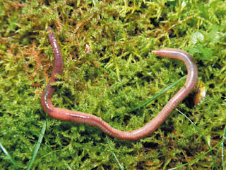 Lombri Cultivo Annelidad.CEMM