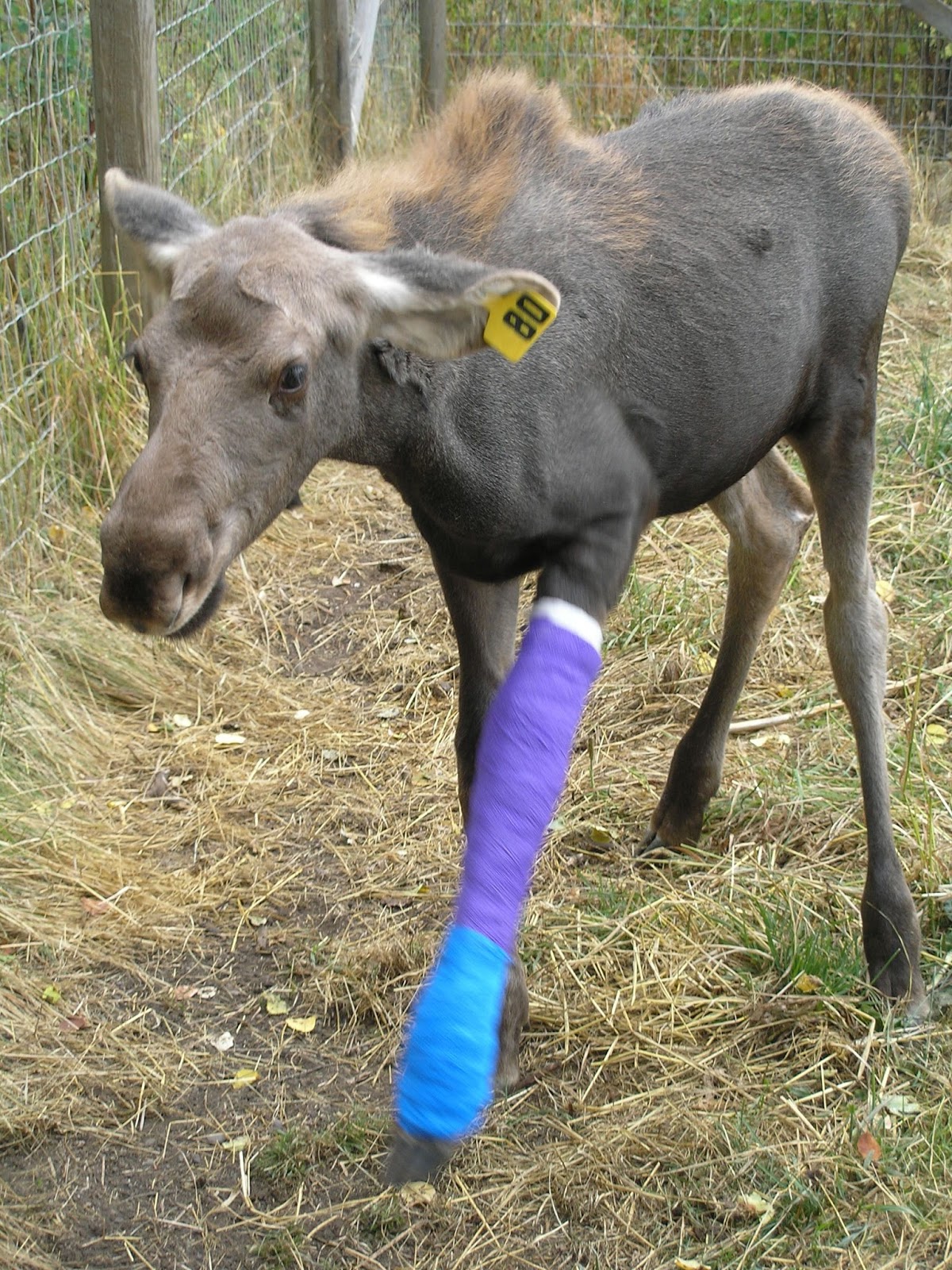 Moose Rehab - Northern Lights Wildlife Society