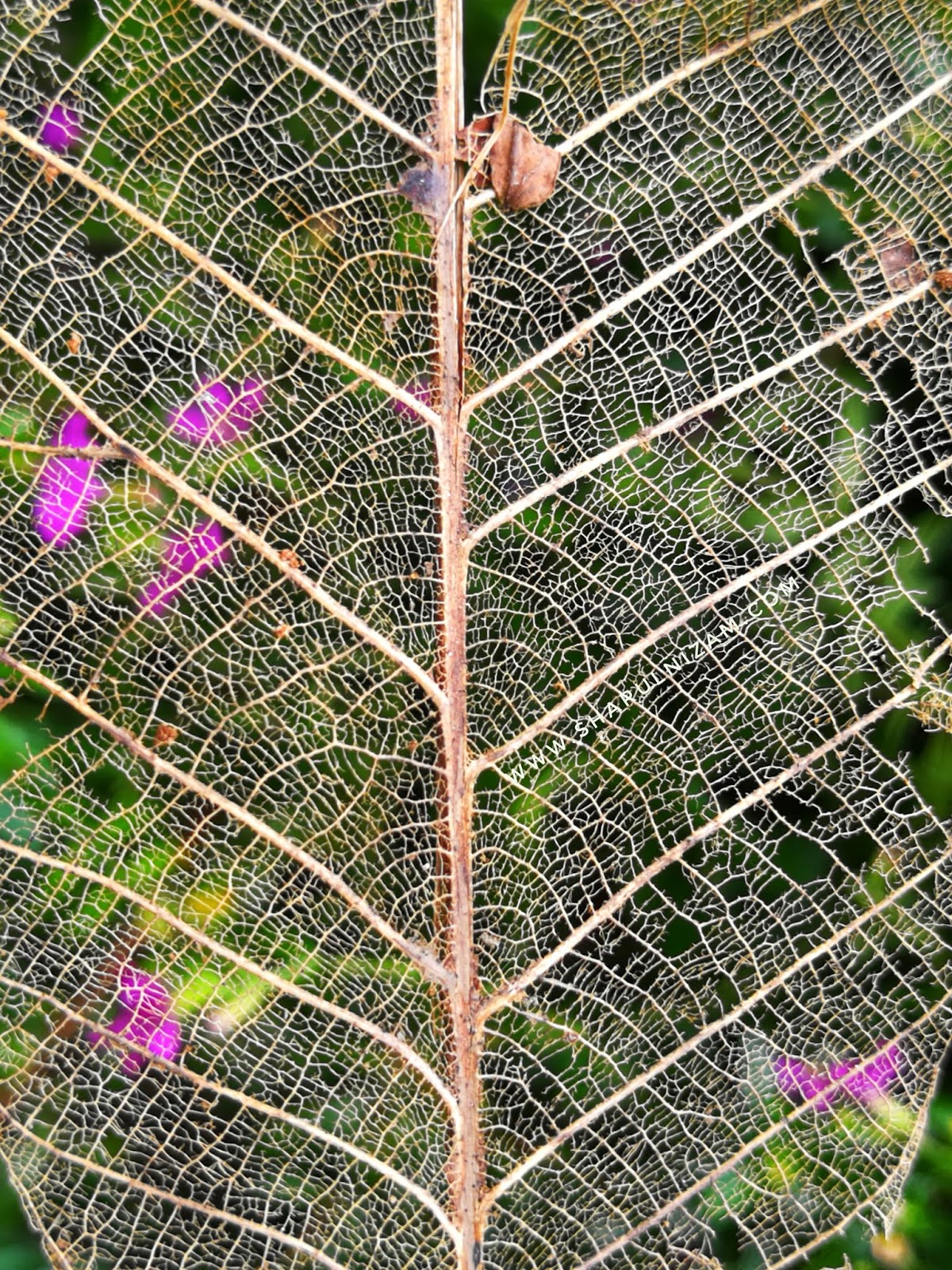 Ada Apa Di Balik Daun Yang Reput?