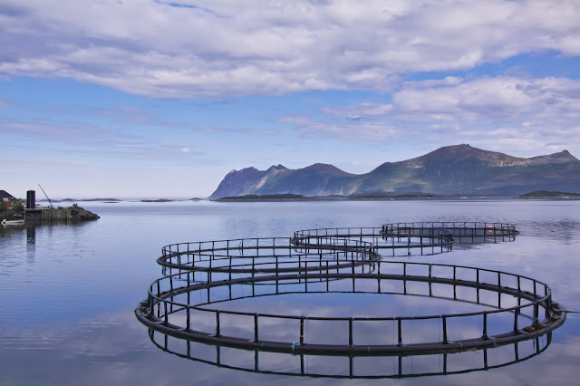 What is Aquaculture