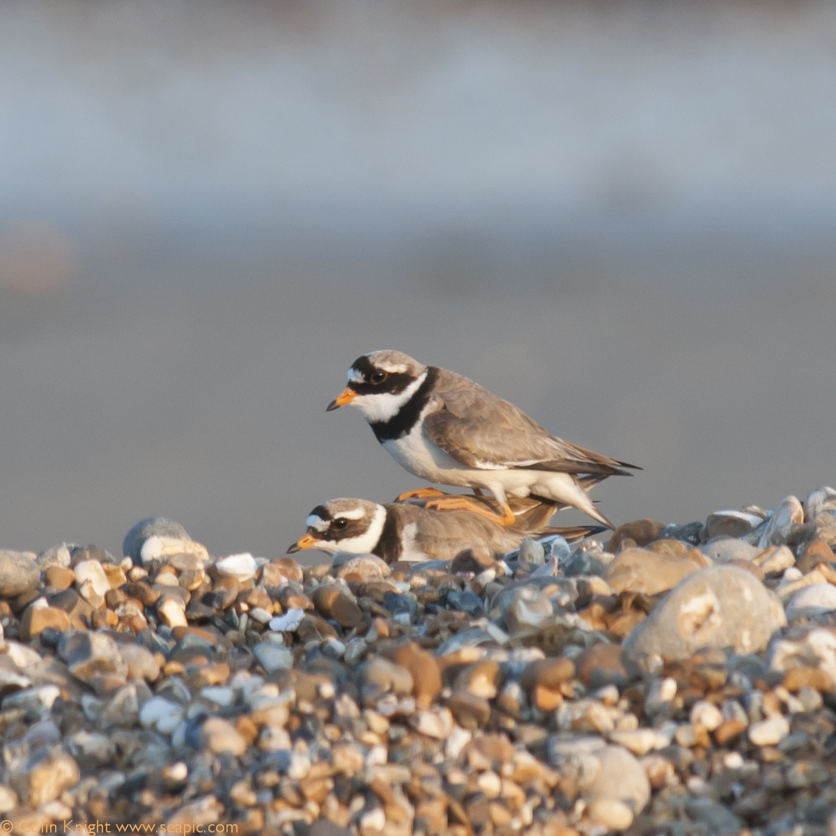 Postcards from Sussex: An intimate moment with Ringed Plovers