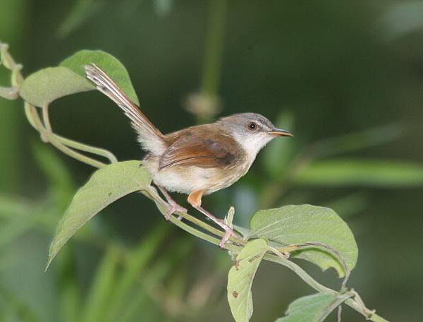 Gambar macam-macam Ciblek | Info Burung Kicauan