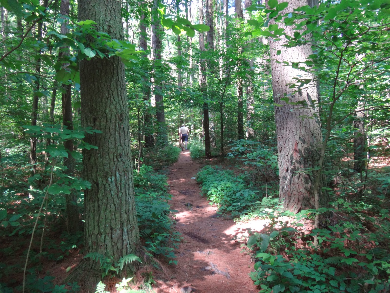 Life at the Blue Rock Ranch: Yellowwood State Forest