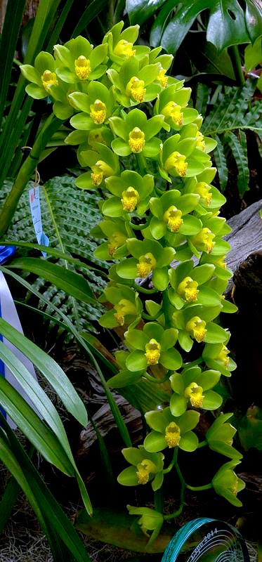 Cymbidium Ha Bui 'Your Majesty' | A Collection of Photos