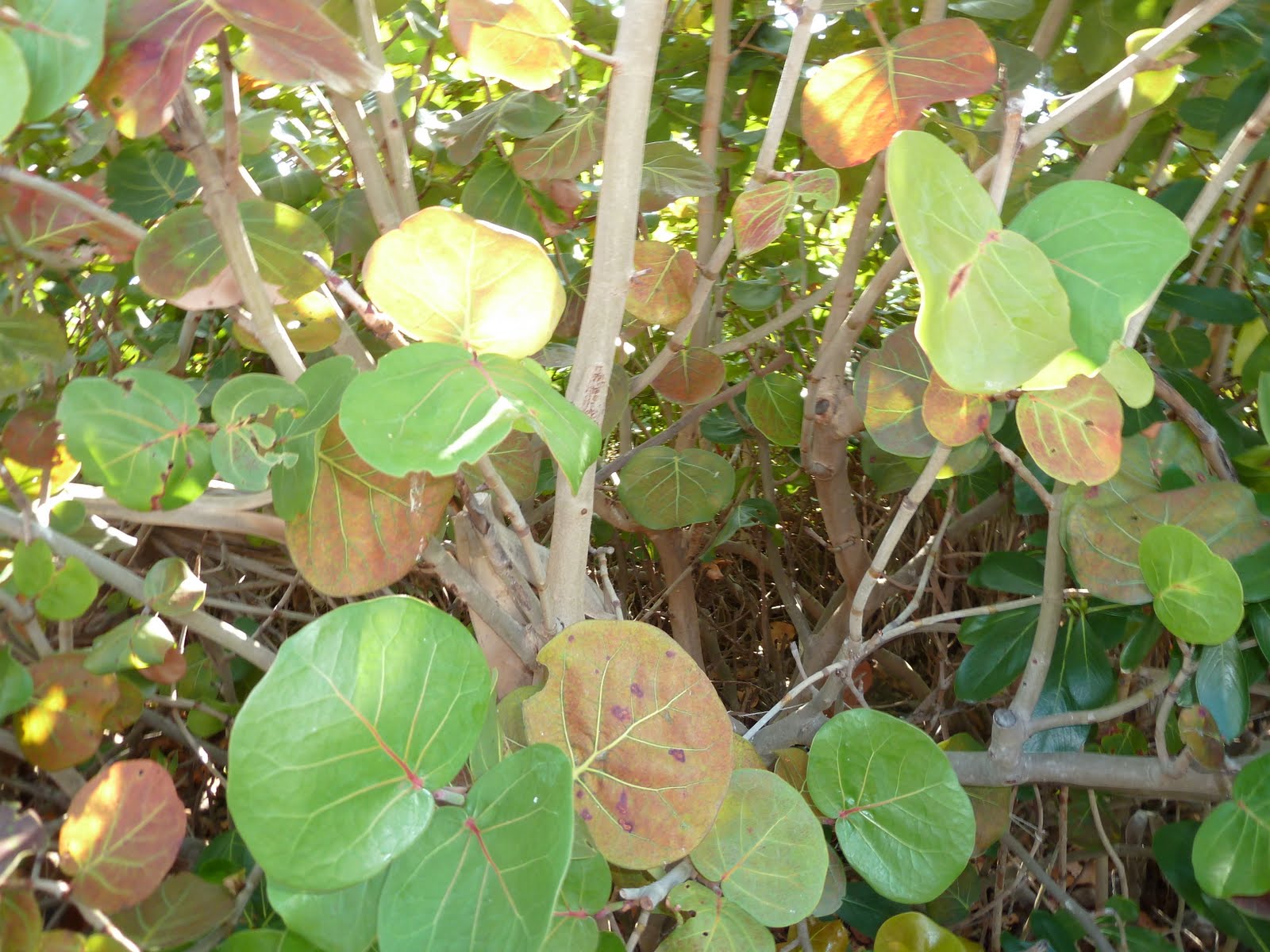 Los invito a pasear por mi jardín....: División de matas, tips para un ...