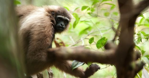 Brave monkeys pull leopard’s tail - Discoveryshow India