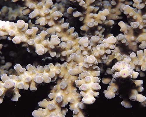 Batu Karang Coral ID Acropora Austera - CINTA LAUT