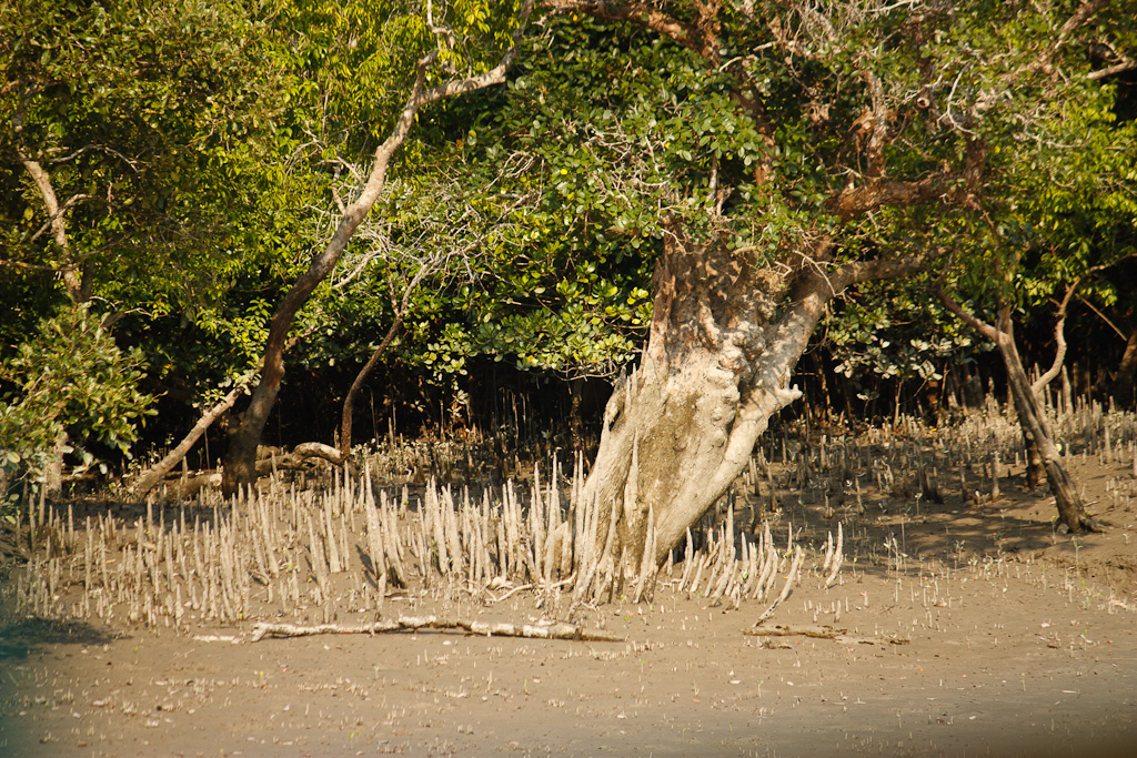 Enderle Travelblog: Stilts and Tusks