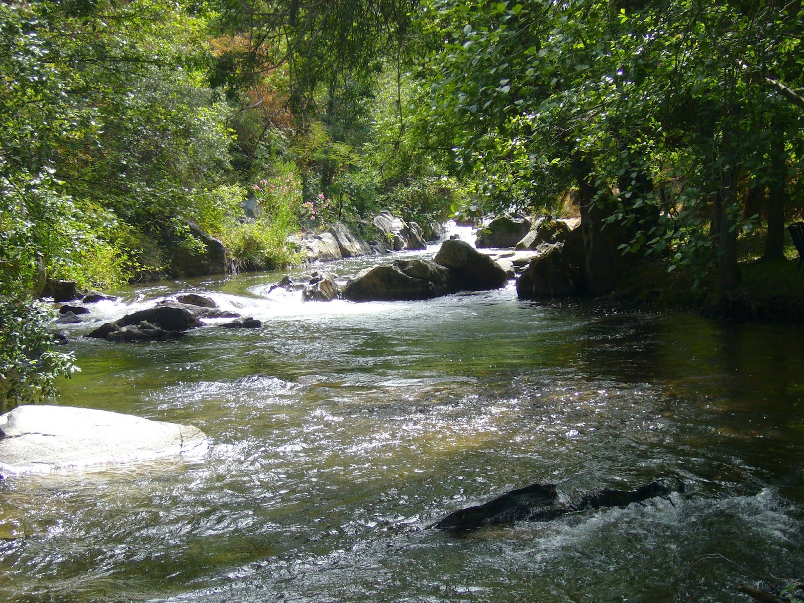 Save Auburn Ravine Salmon and Steelhead: Pics of Auburn Ravine and ...