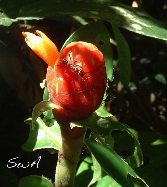 Tropical Biodiversity - Santarém - Pará - Brasil: Ant on ginger plant