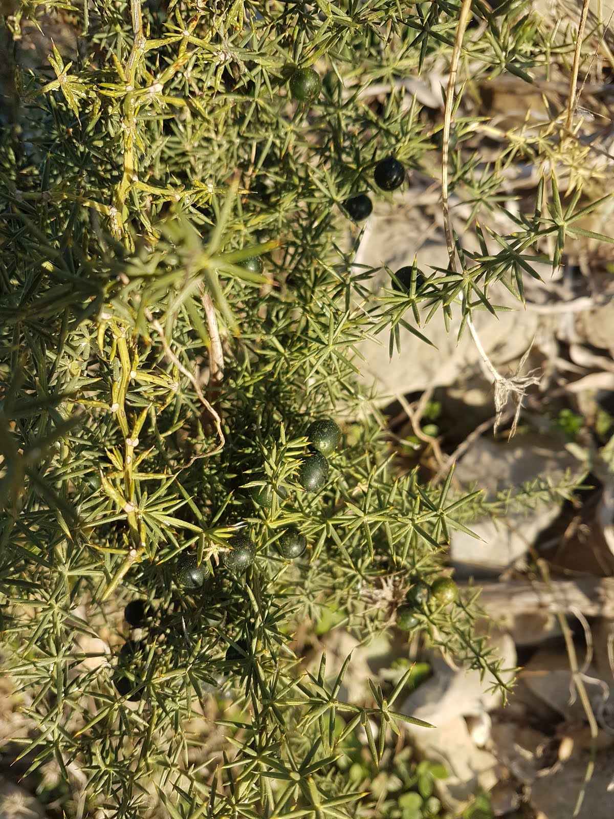 Dağa Kaçtım: GERMİYAN’DAN ILDIRI’YA…
