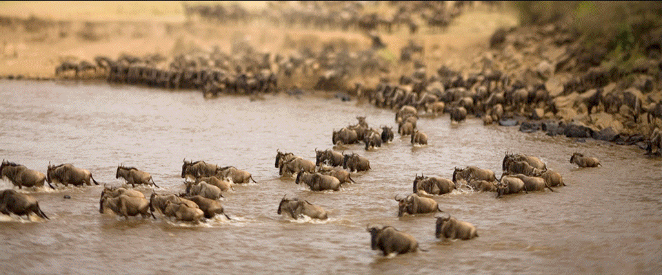 MALIASILI NA UTALII BLOG: TANZANIA NAMED THE TOP IN COUNTRIES WITH ...