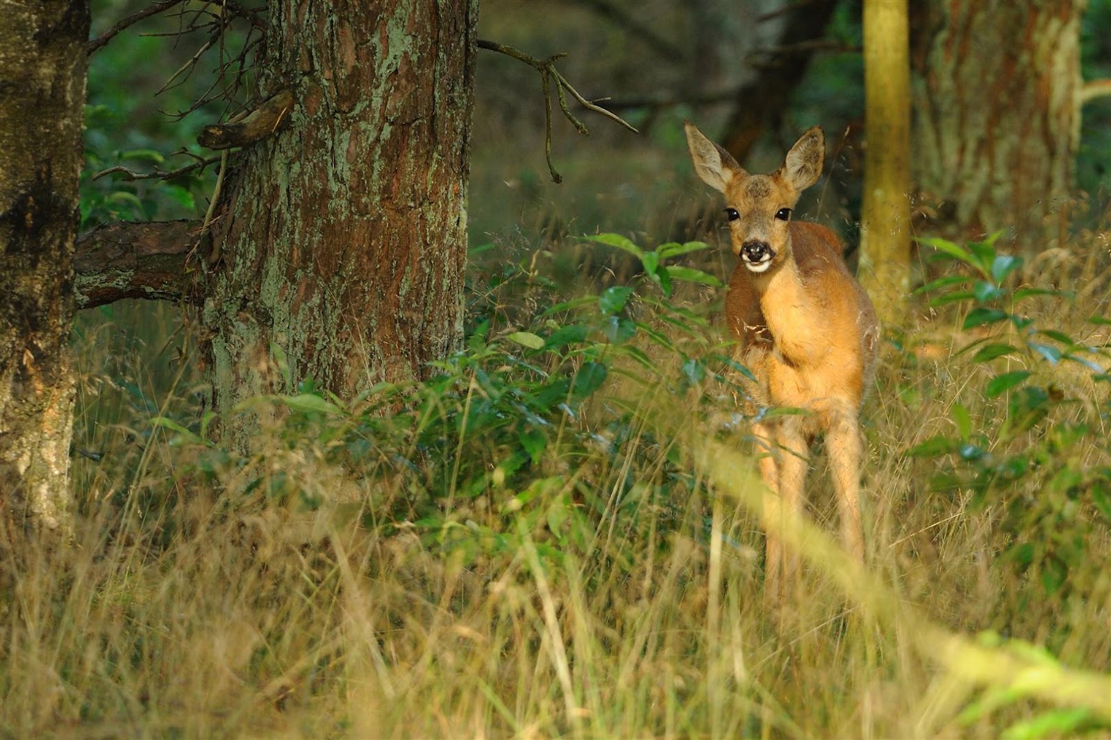 Gonnie van de Schans : Reeën fotograferen met Loes