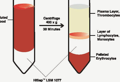 Isolation of monocytes from PBMC (Peripheral Blood Mononuclear Cells ...