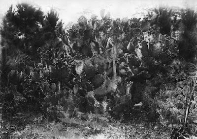 Future Plants by Randy Stewart: Opuntia, Prickly Pear Cactus, Edible Cactus