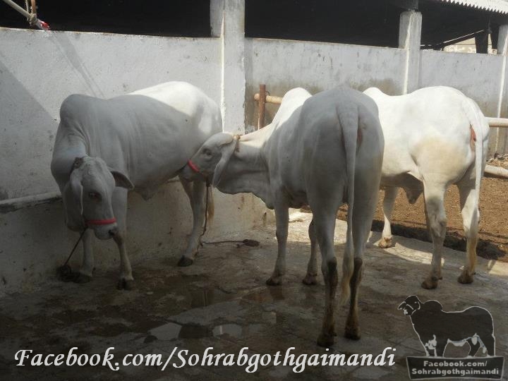 Sohrab Goth Gai Mandi Photos Gallery: Nagori Cattle Farm 2012