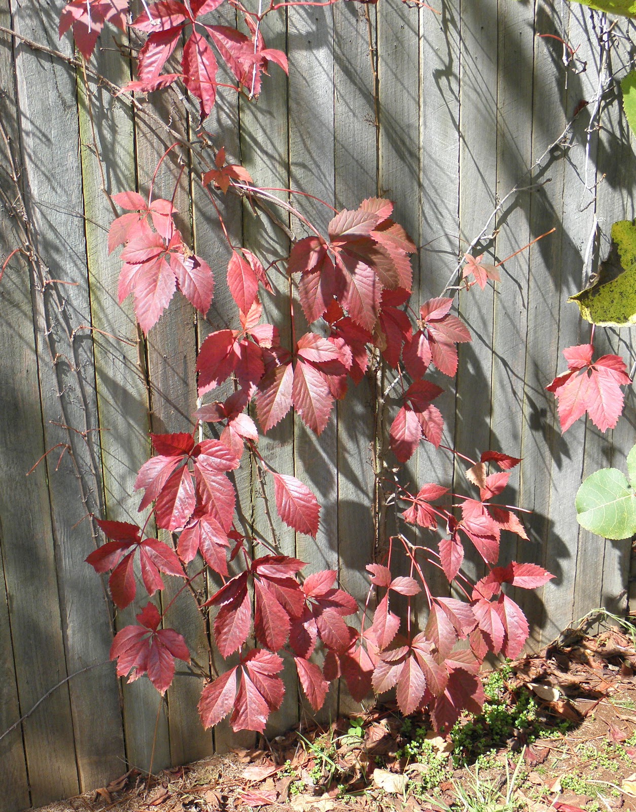 Friends of Peacehaven Botanic Park Inc.: Davidson Arboretum