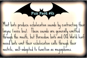 How do bats use ultrasound to navigate? : FOURTH, how do bats detect sound?