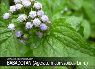 Pestisida Nabati Dari Materi Rumput Babadotan Atau Bandotan (Ageratum ...