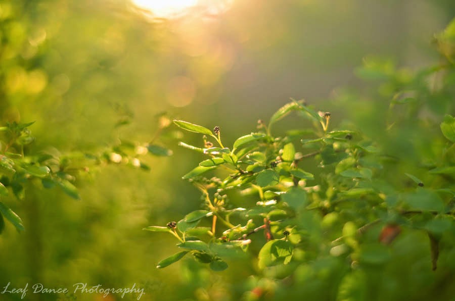 Leaf Dance Photography: This is the Feel of Spring // In Evening Light