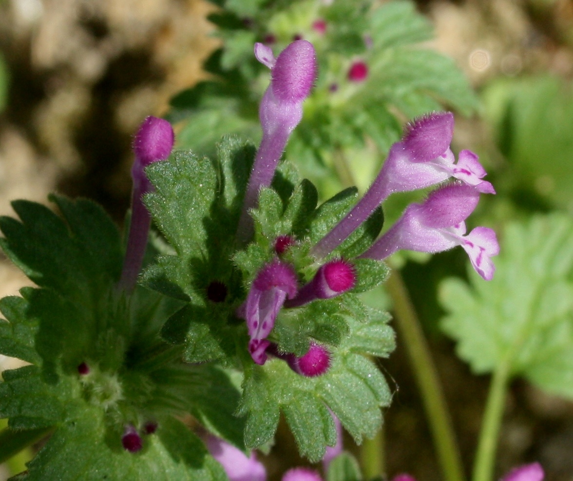 Plantas: Beleza e Diversidade: Chucha-pitos (Lamium amplexicaule)