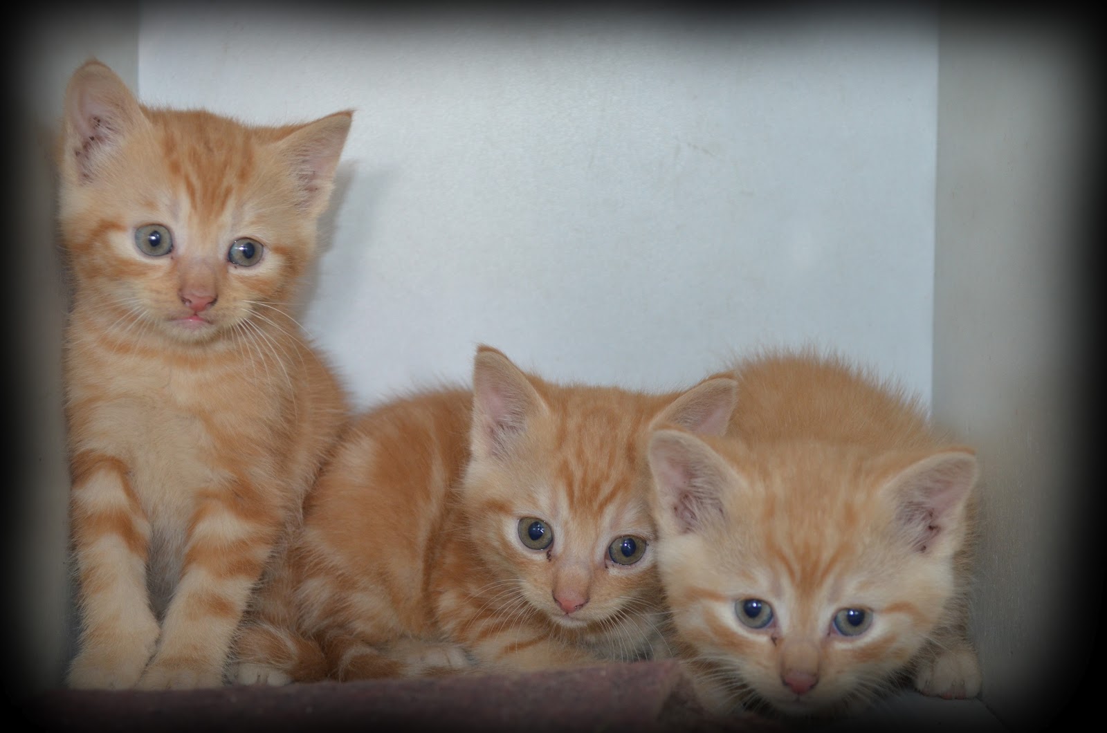 Behind the Picture: Røde killinger