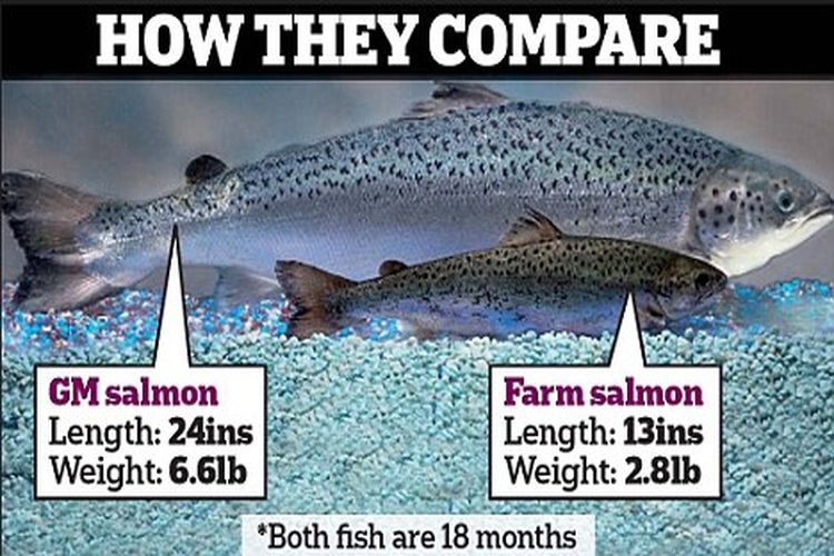 FDA approves experimental Genetically Modified Salmon for human ...