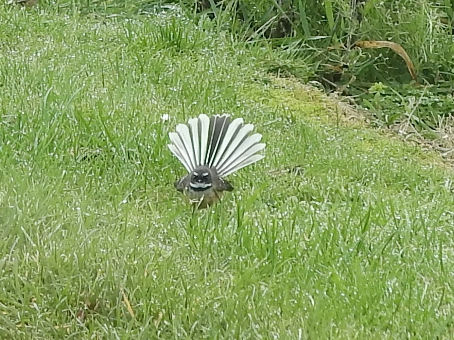 photographing New Zealand: critters at the house