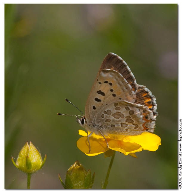 Randy & Meg's Garden Paradise: The Copper Collection!