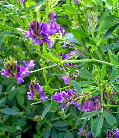 Pertanian Tanaman Pangan dan Peternakan Nunukan: Mari mengenal tanaman ...