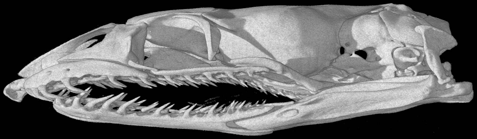 Life is short, but snakes are long: Round Island splitjaw snakes