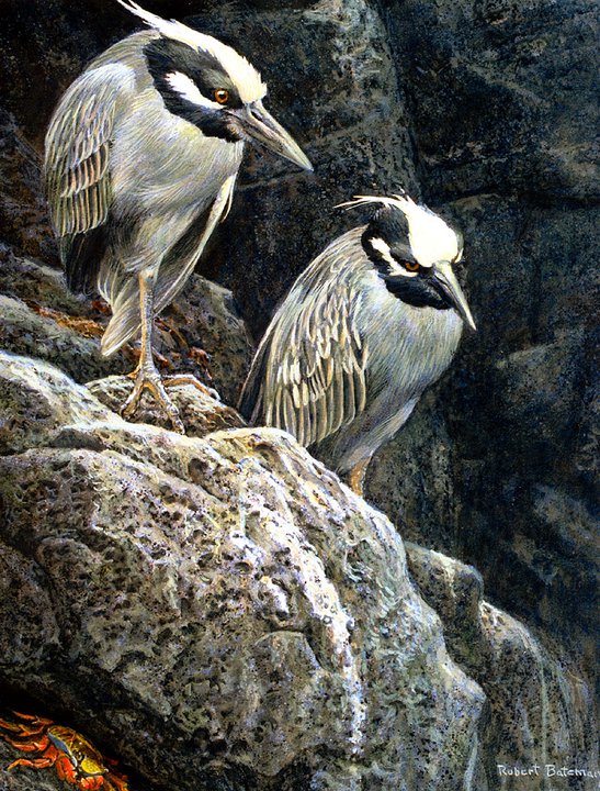 Maher Art Gallery: Robert Bateman paintings