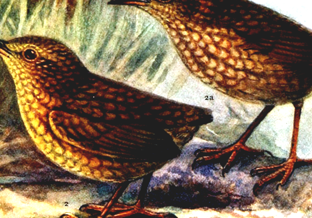 Stephens Island Wren - Tibbles The Cat