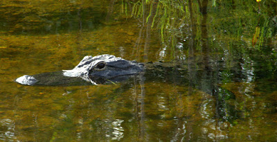 QuiltinCats: Looking An Alligator In The Eye (Key West, FL)