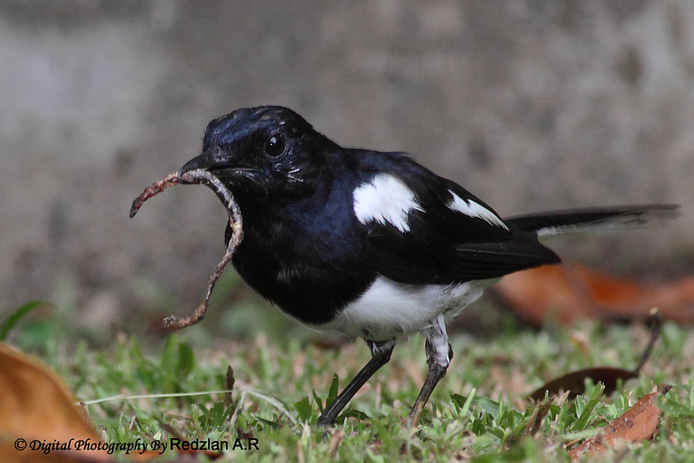 We love Our Bangladesh: Magpie Robin known as Doyel/Doel is the ...