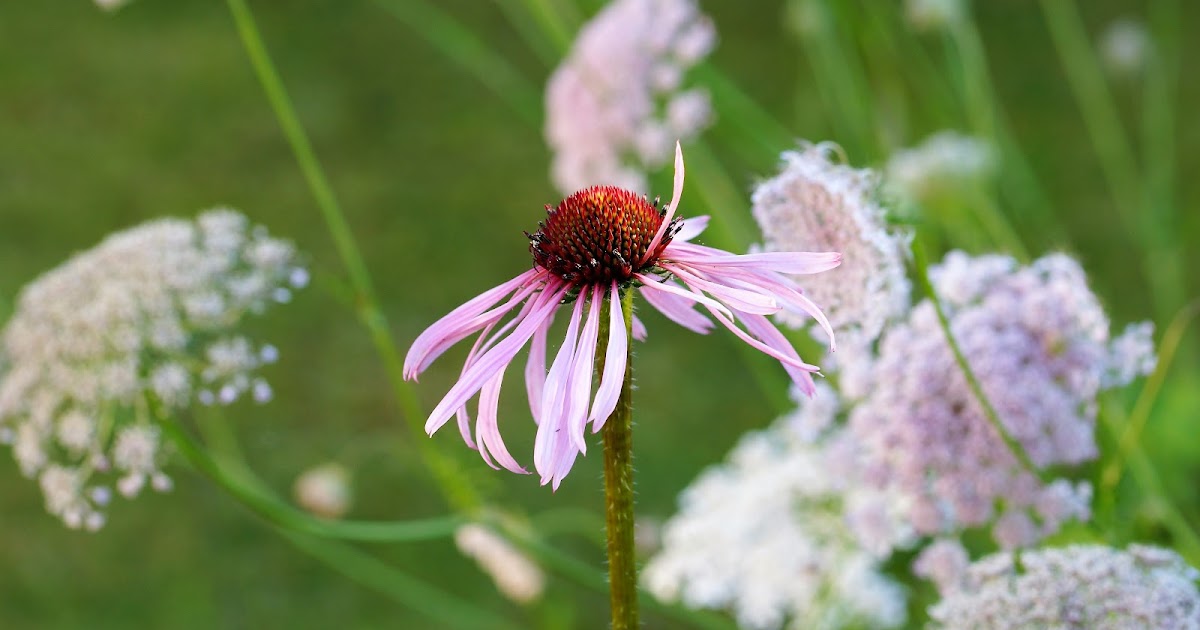 Fra frø til blomst: Solhat og vild gulerod