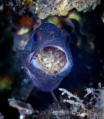 Anima-te: Asombrosa imagen de un pez con sus crías