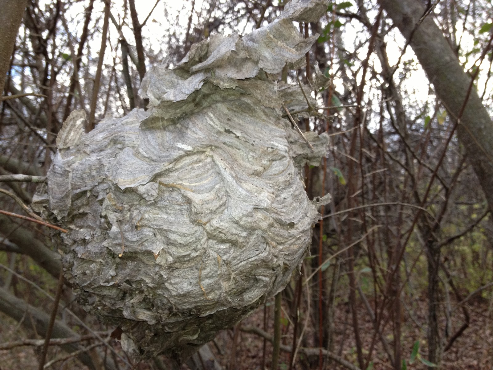 Life at the Blue Rock Ranch: Hornet Nest