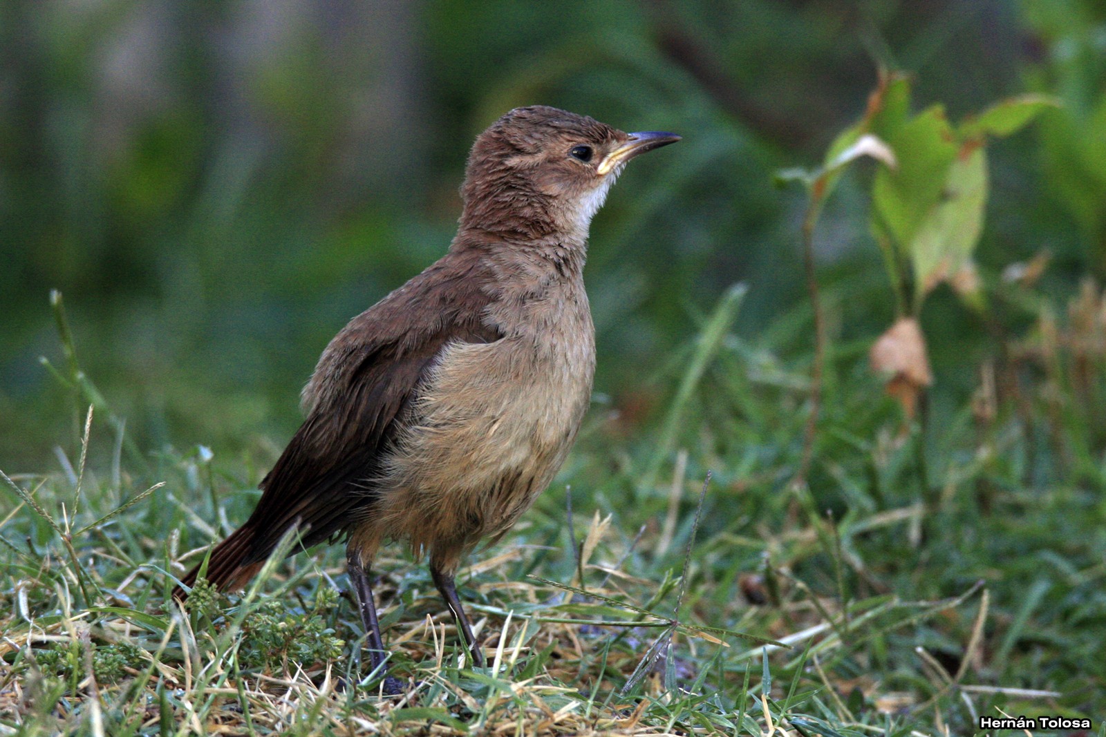Aves de Argentina: Historia de horneros