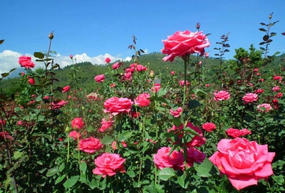 Enjoy Your Life: Wisata Batu Malang Terpopuler