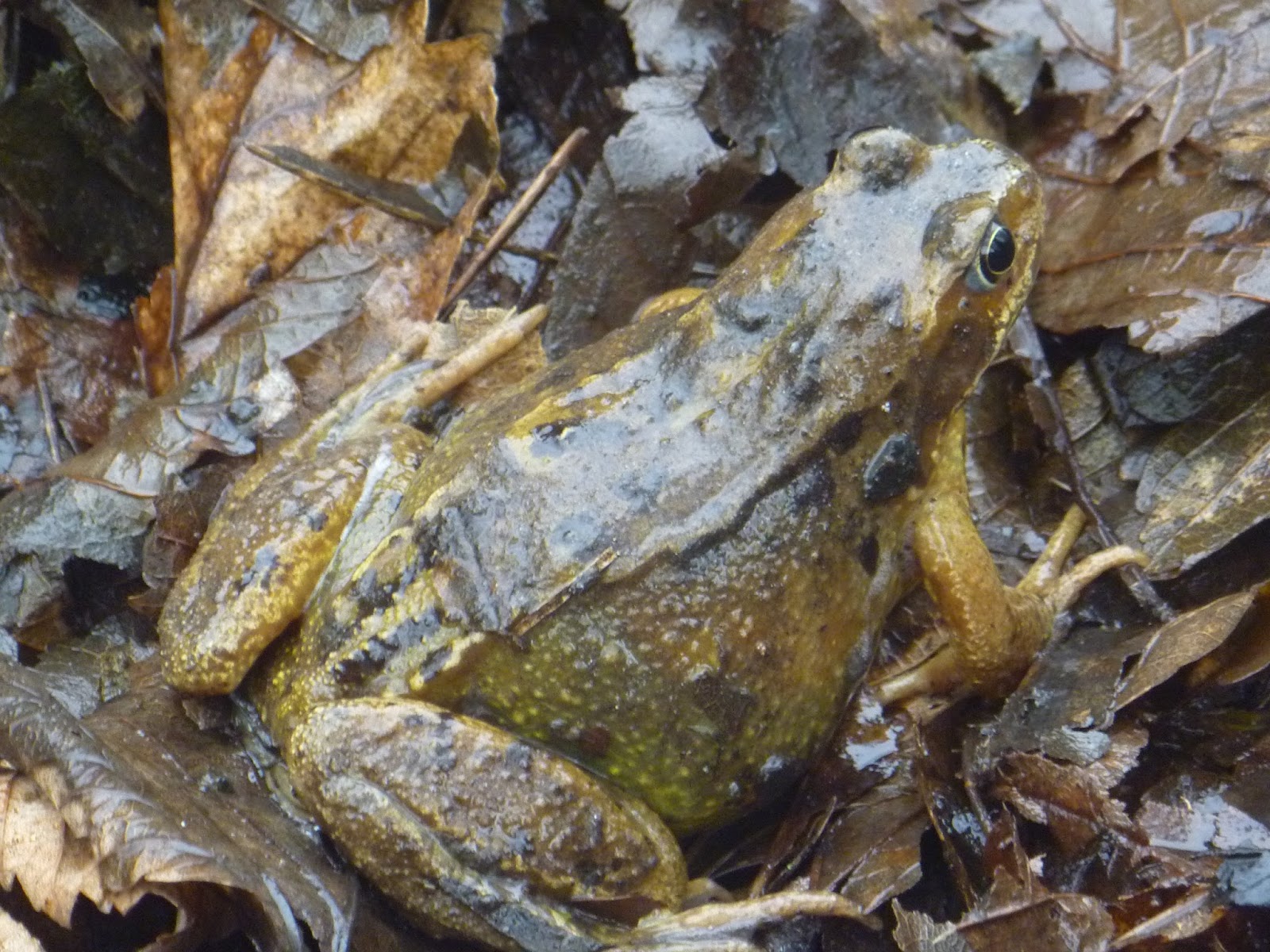 Crafty Green Poet: Toad in the Hole and a Lot of Frogs