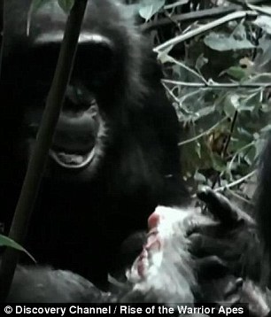 The 'warrior apes': Shocking footage reveals 200 strong gang of Ugandan ...
