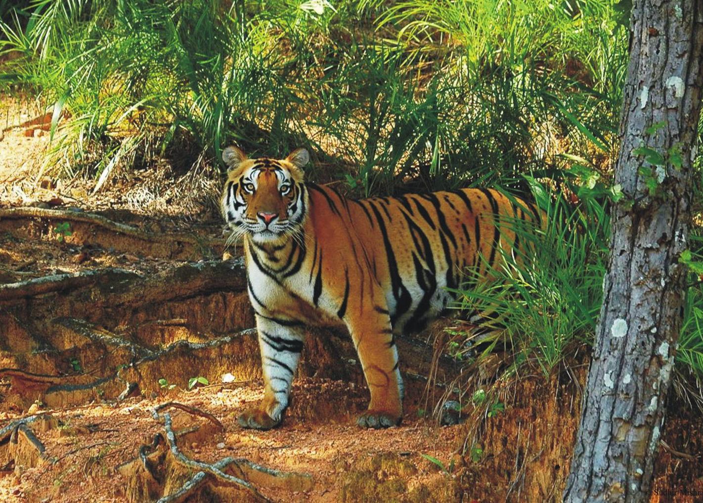 Jim Corbett National Park-Jim Corbett Wildlife Safari In India