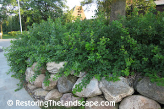 Restoring The Landscape With Native Plants: A Sample Public Native ...