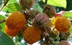 Fruits of Uttarakhand ~ "UTTRAKHAND" A BEAUTIFUL PLACE OF INDIA