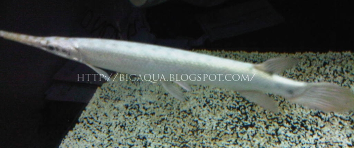 9.5" Platinum Florida Gar ~ Big Aqua