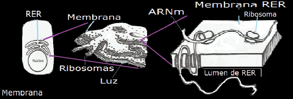 Guillermo Grass : RETÍCULO ENDOPLASMÁTICO RUGOSO (RER)