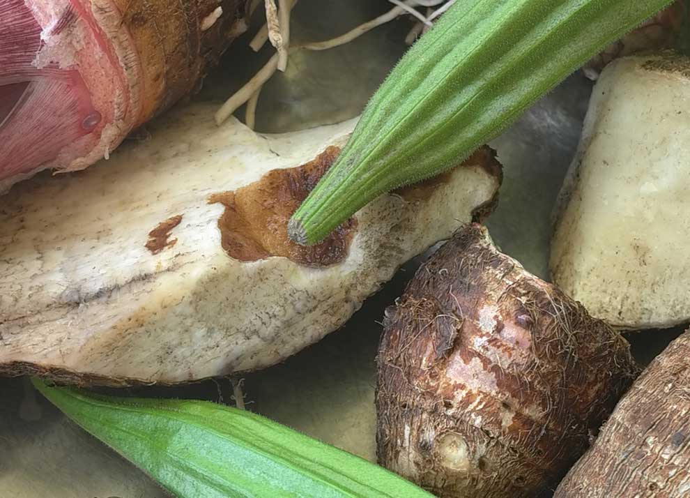 edible culture: Taro in Coconut Milk