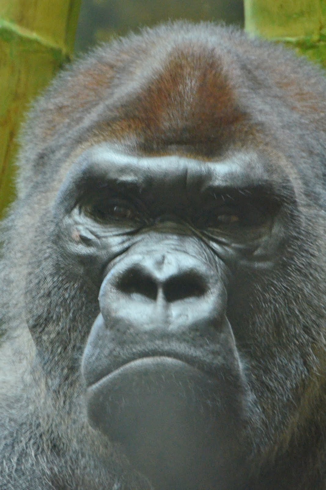 Snippets from Springdale: Zoo Zunday